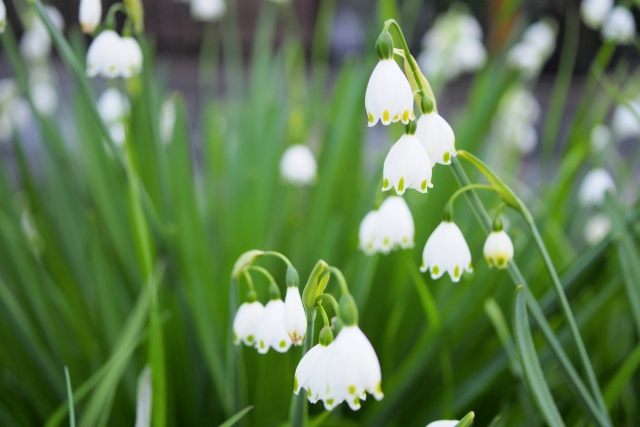 5_%e3%81%99%e3%81%9a%e3%82%89%e3%82%93 - たかのすフラワー